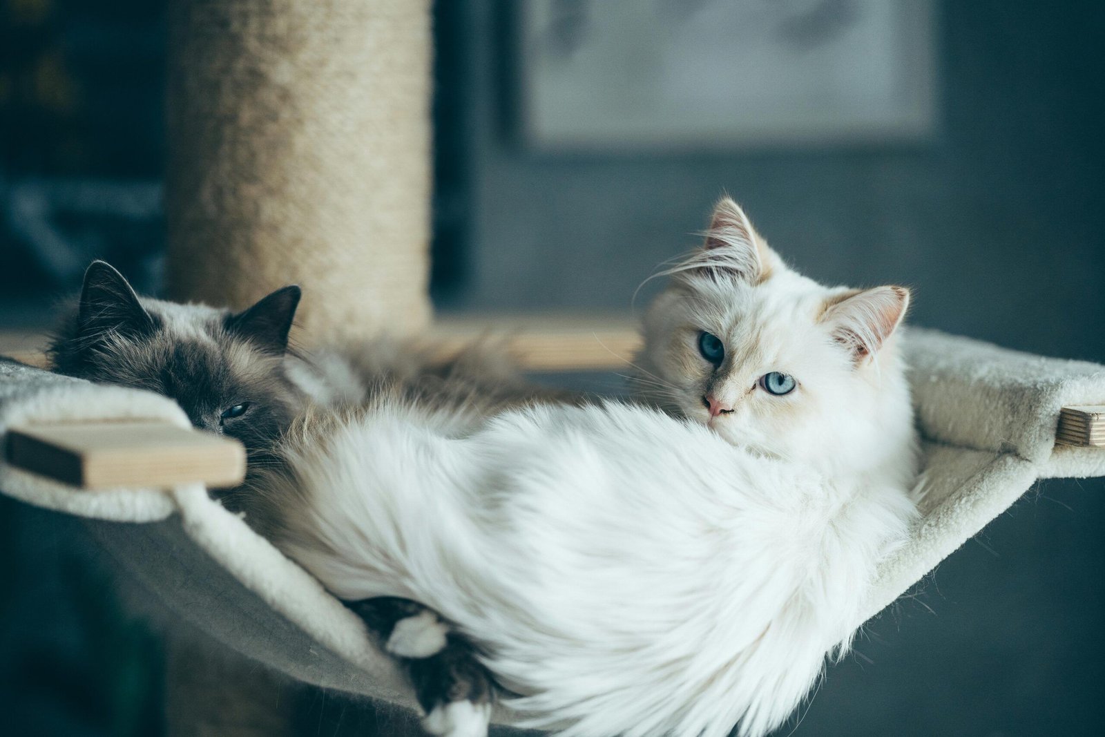 Offering Assessments for Emotional Support Animals (ESA)